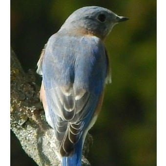 Guide to the Eastern Bluebirds Habits: Nesting and Feeding