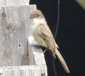 The Eastern Phoebe Springs first Flycatcher
