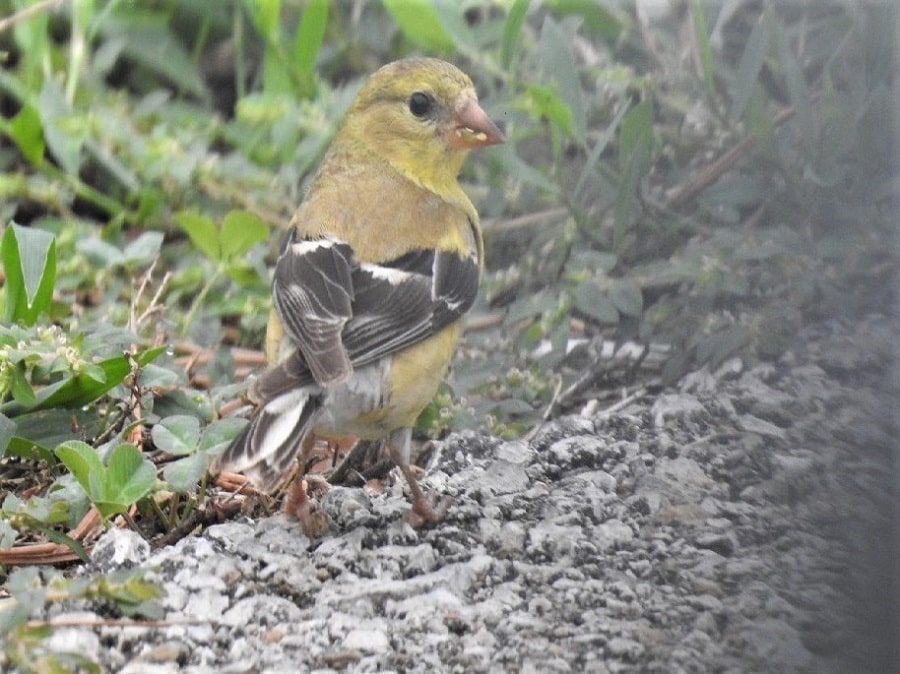 American Goldfinch Male