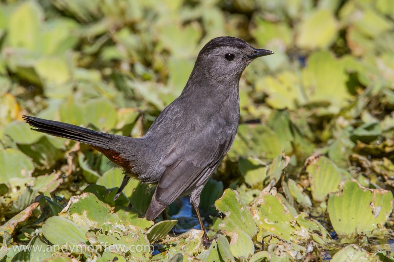 "The Gray Catbird: Nesting, Mating, and Feeding Habits