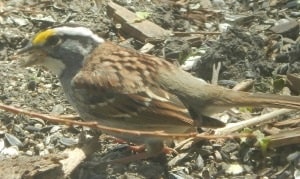 Types of Native Sparrows of North America