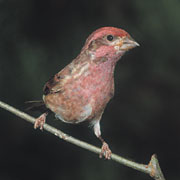 Purple Finch Mating, Nesting, and Feeding Habits