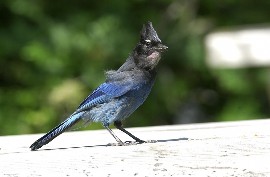 The Steller's Jay Habits