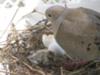 Mourning Doves Habits - Mating, Eating, Nesting, Lifespan