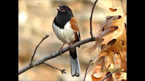 Rufous-sided Towhee Nesting, Eating, Mating Habits and Call