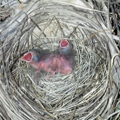 Northern Cardinal Habits, What they Eat, When they Nest, Mating Habits