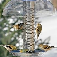 Best Thistle Feeder, Finch and Nyjer Seed Feeders 2022